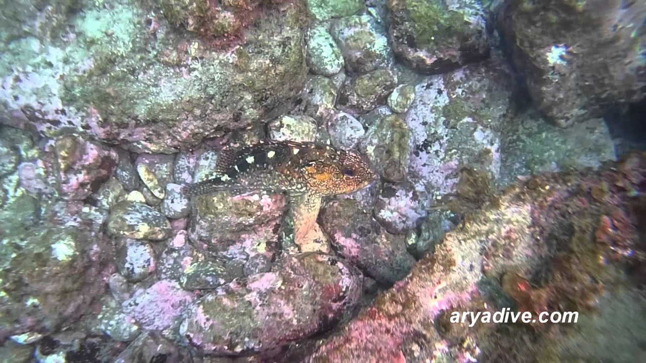 (쏨)쏨뱅이(Sebastiscus mamoratus)~ False kelpfish, Marbled rockfish - YouTube