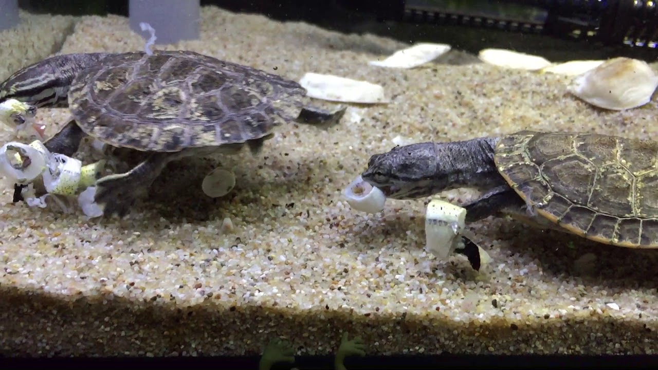 Phrynops Hilarii, Geofroanus, tubersus, gibbis - YouTube