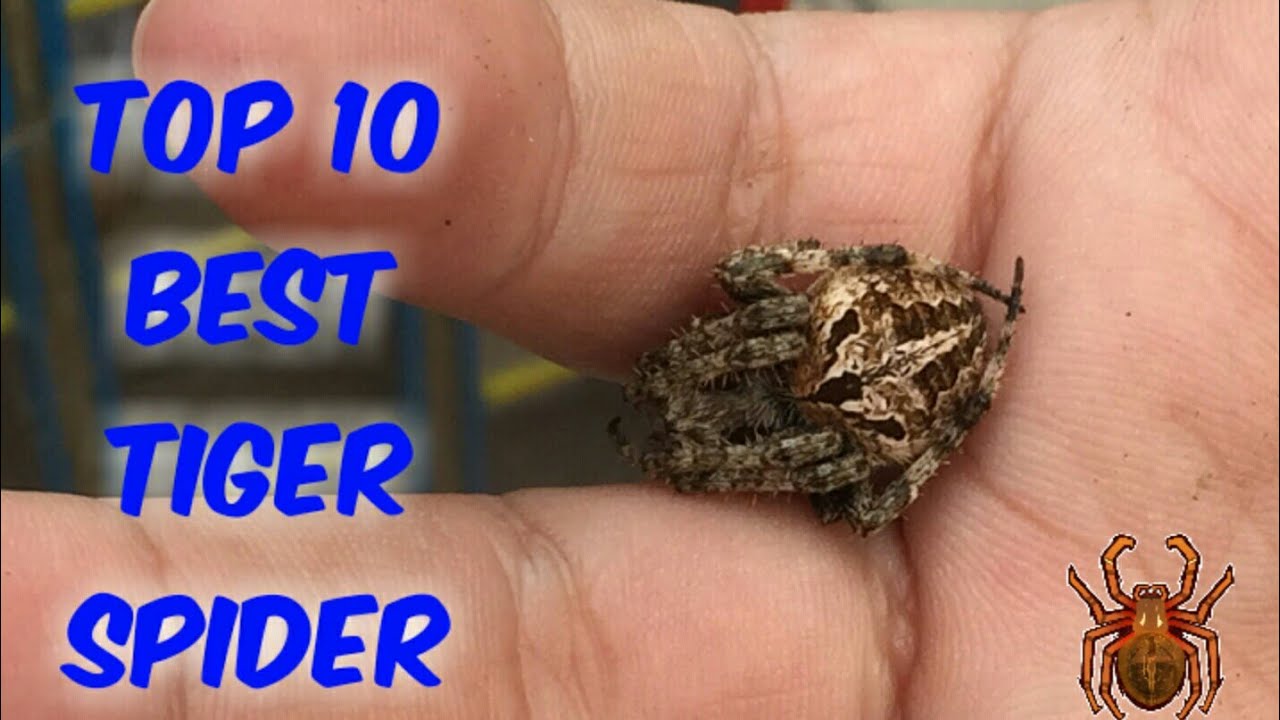 Top 10 Tiger Spider (Philippines Best) - YouTube