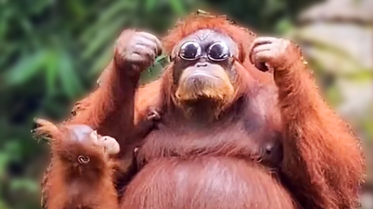 why i like funny monkeys - YouTube