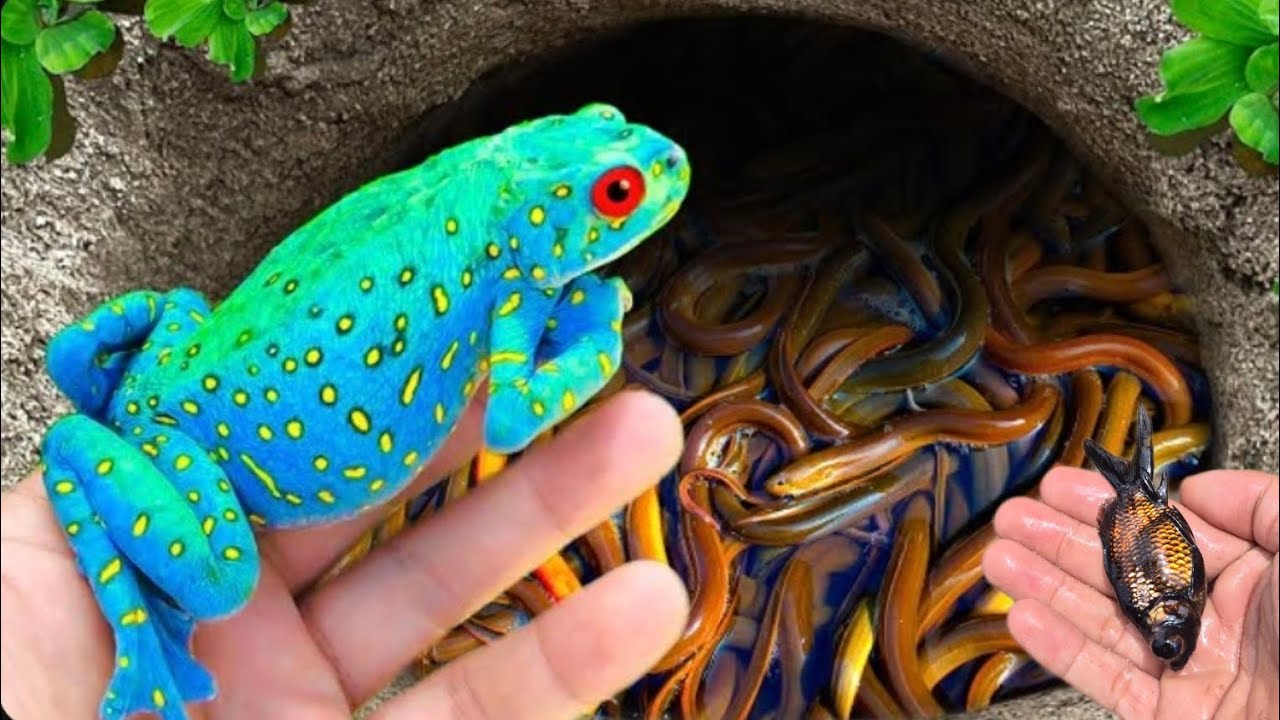 Great, caught many ornamental frogs, turtles in colorful eggs after the ...
