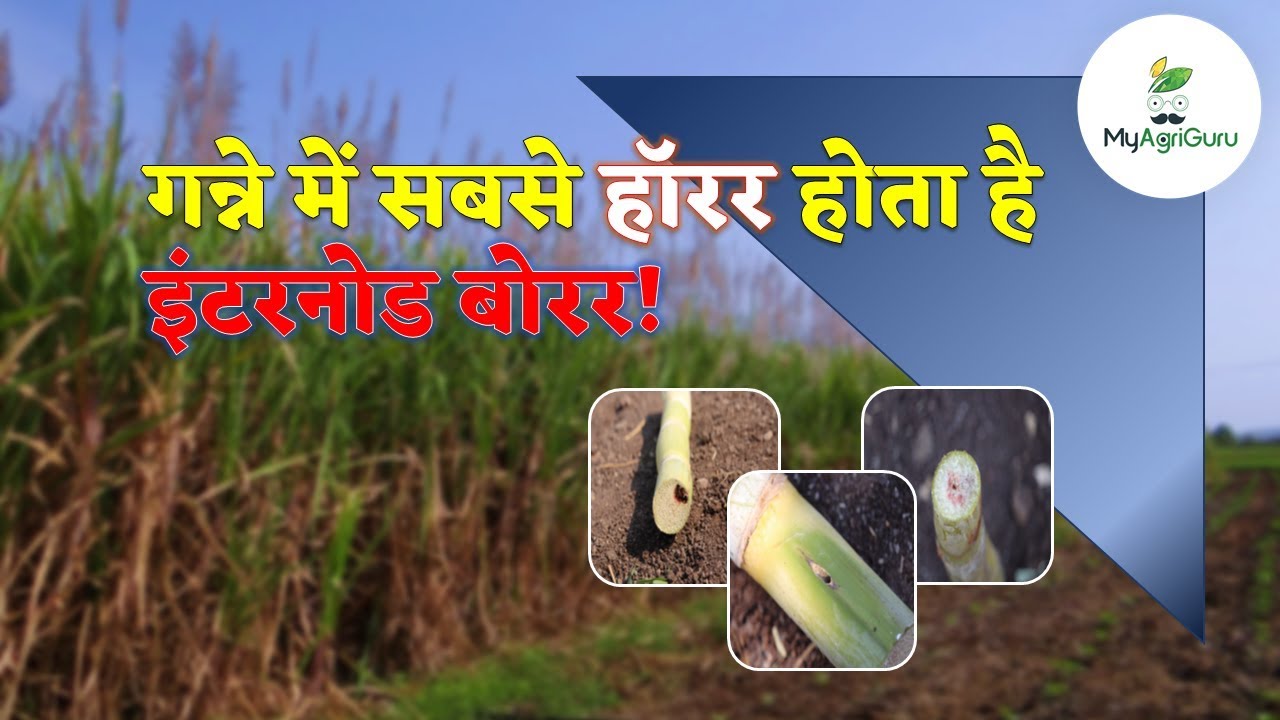गन्ने के पोरी भेदक तथा इंटर नोड बोरर का नियंत्रण।Techniques to Control ...