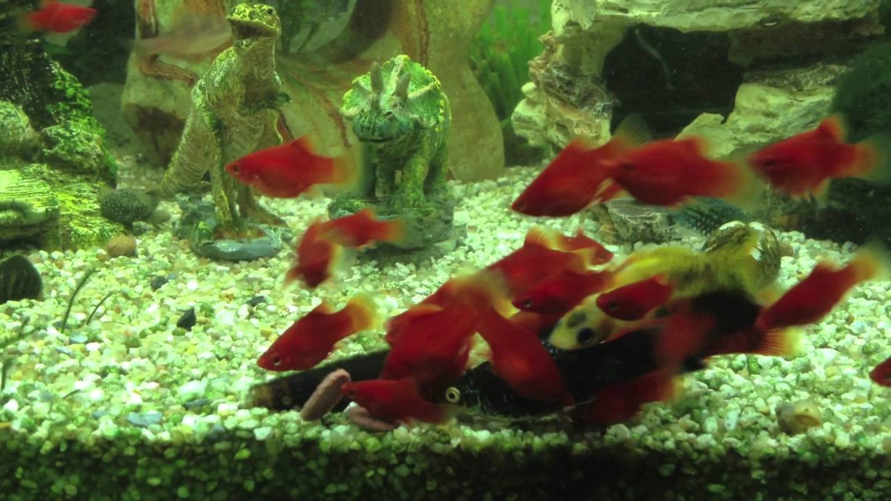 Aquarium Compilation - YouTube