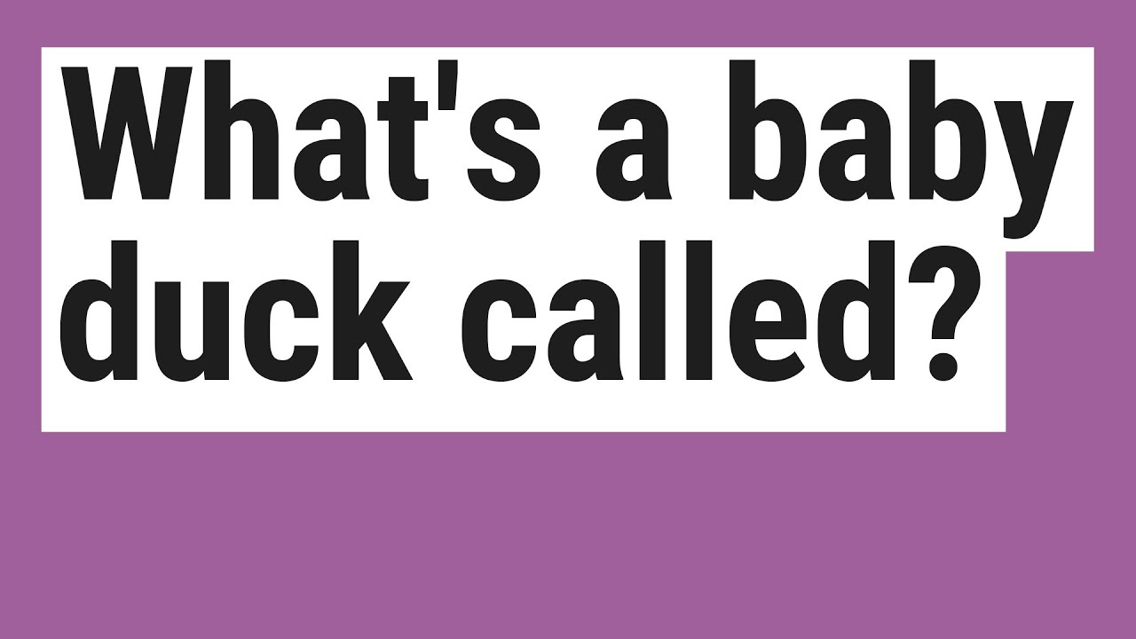What s A Baby Duck Called YouTube what-s-a-baby-duck-called-youtube
