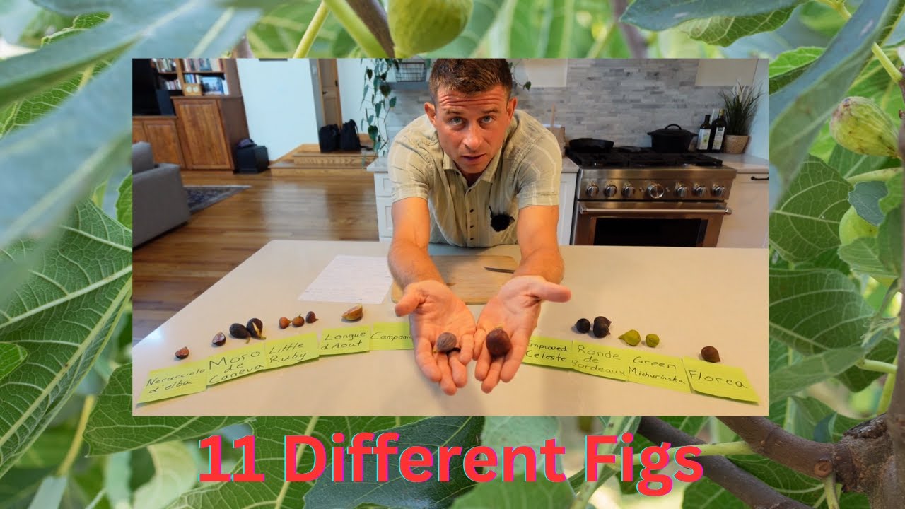 Fig Taste Testing 11 Varieties - YouTube
