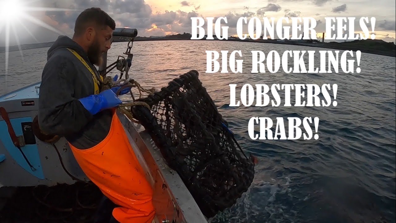 LOBSTER FISHING UK - BIG Conger Eel, BIG Rockling, BIG Wrasse, Lobsters ...