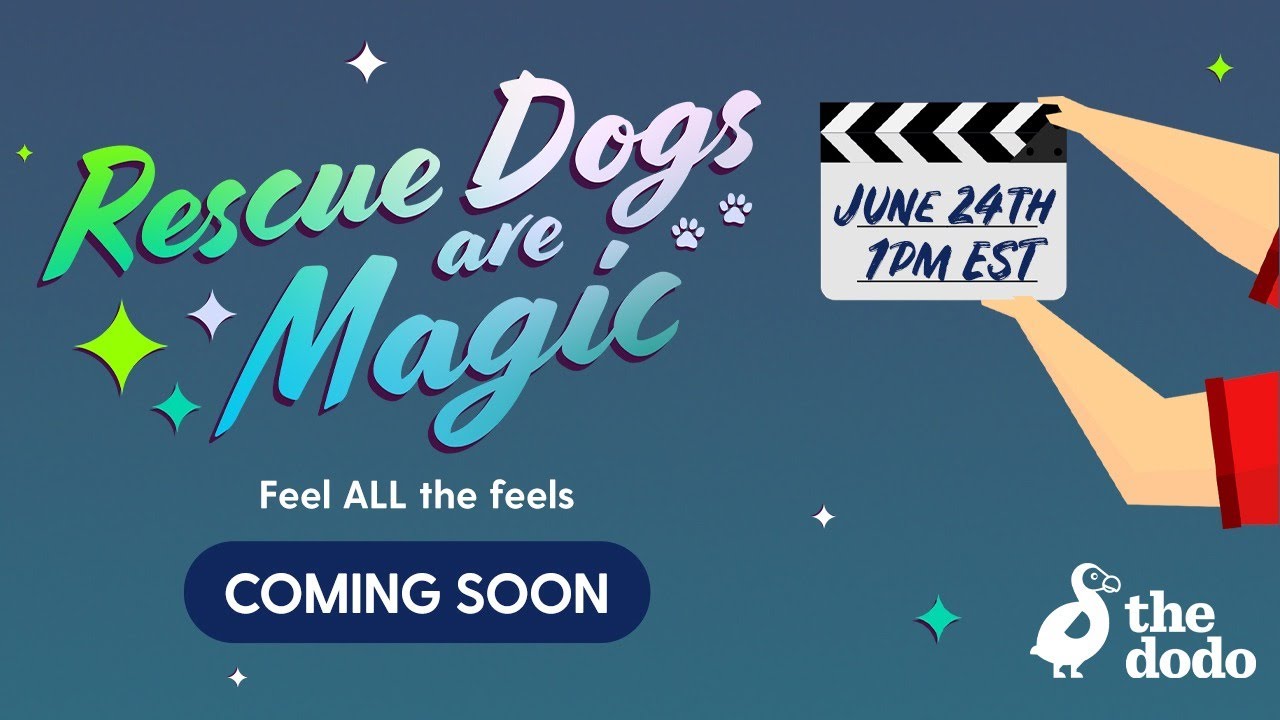 Proof That Rescue Dogs Are 100% Magic - YouTube