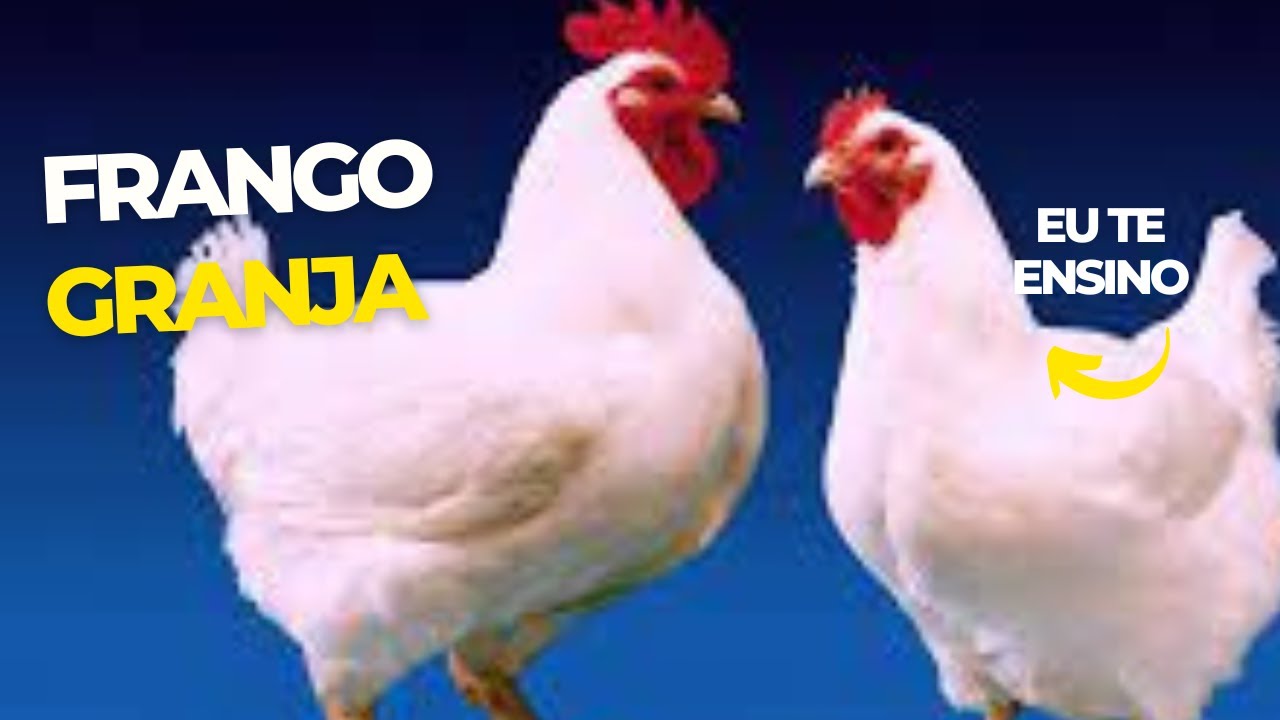 Branco de Granja frango de corte - YouTube