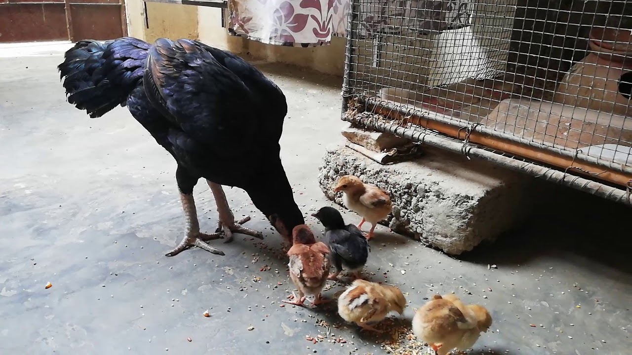 Aseel Murgi with her chicks - YouTube