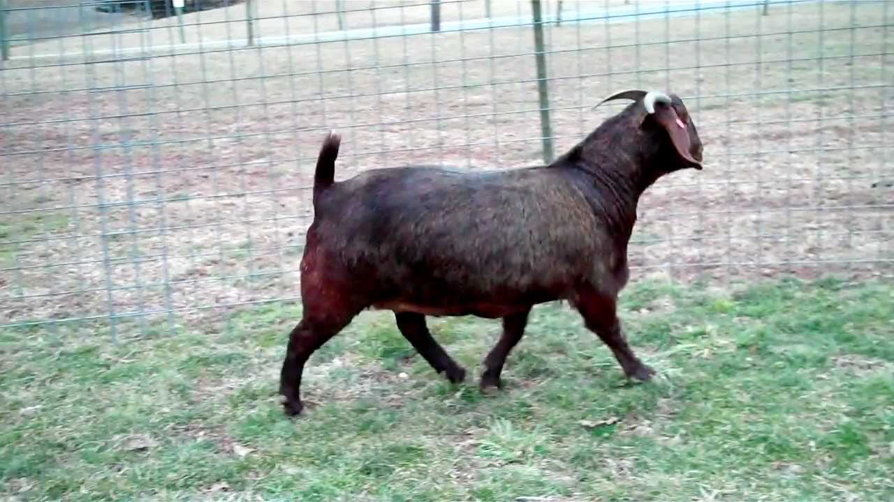 SOLD ~ MAX Boer Goats IMA RED RIP (2 /13) Exposed to POLAR'S 100 PROOF ...