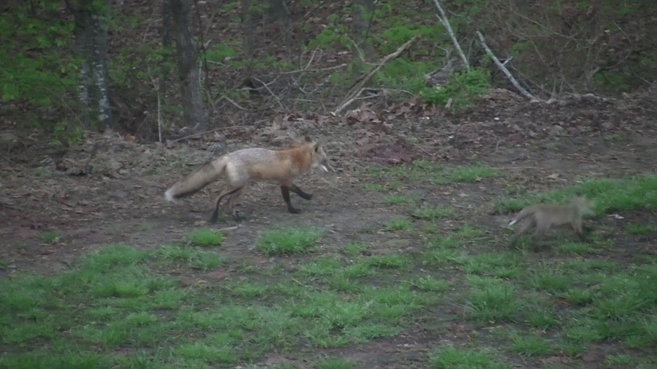 Red Foxes Fight!!! National Geographic EXPOSED!!! - YouTube