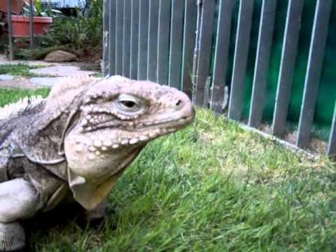 Cayman Brac Iguana "Obedient Lizard" Buddy=trained lizard - YouTube