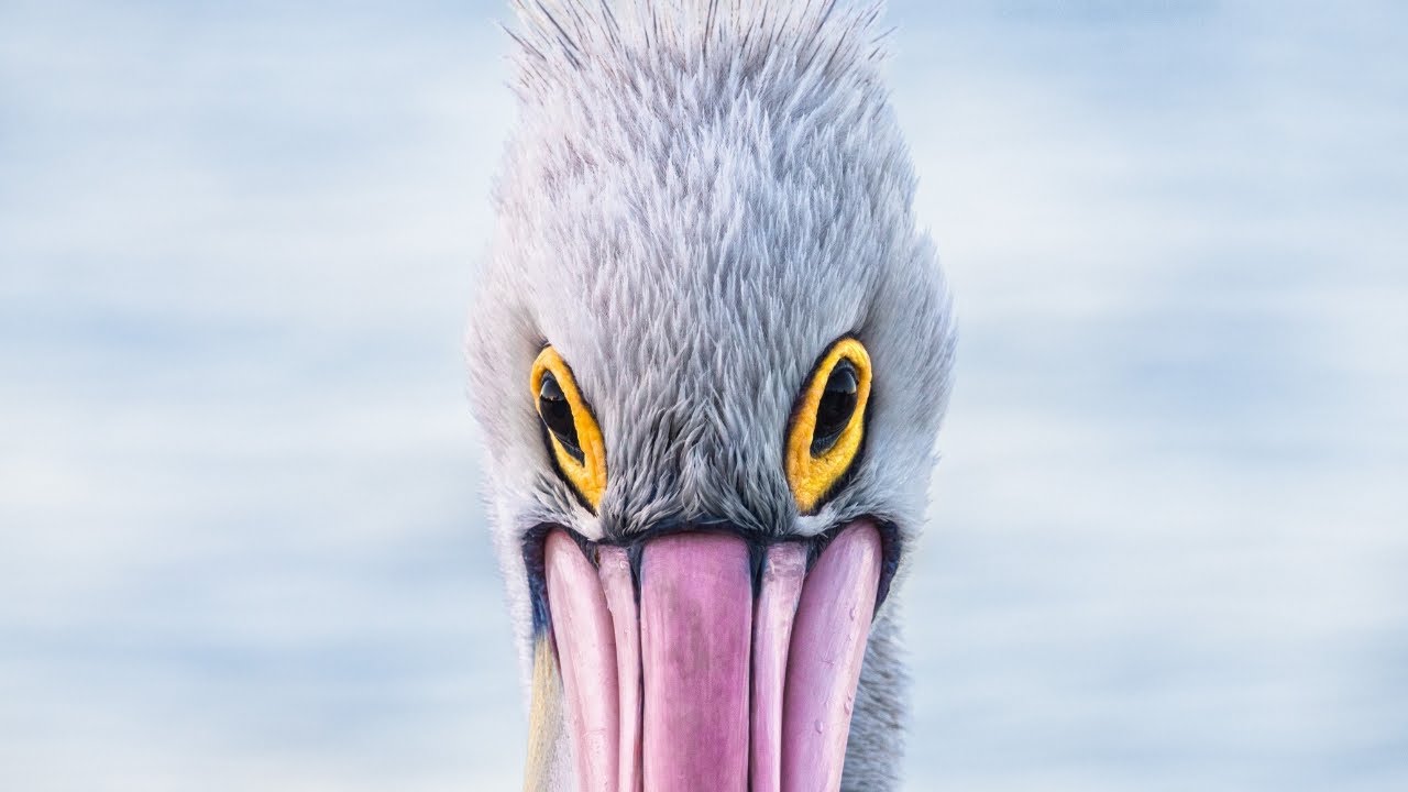 How to Photograph Pelicans - Wildlife Photography Guide - YouTube