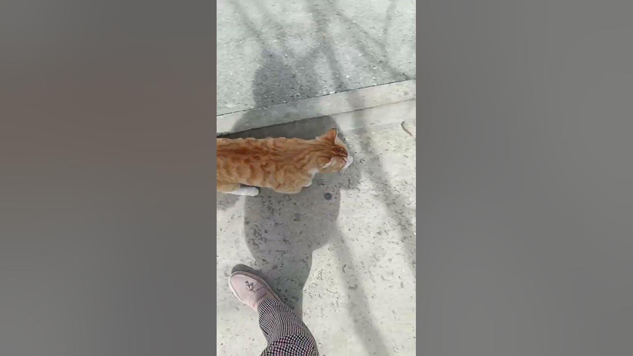 Миленький котик Cat Youtube