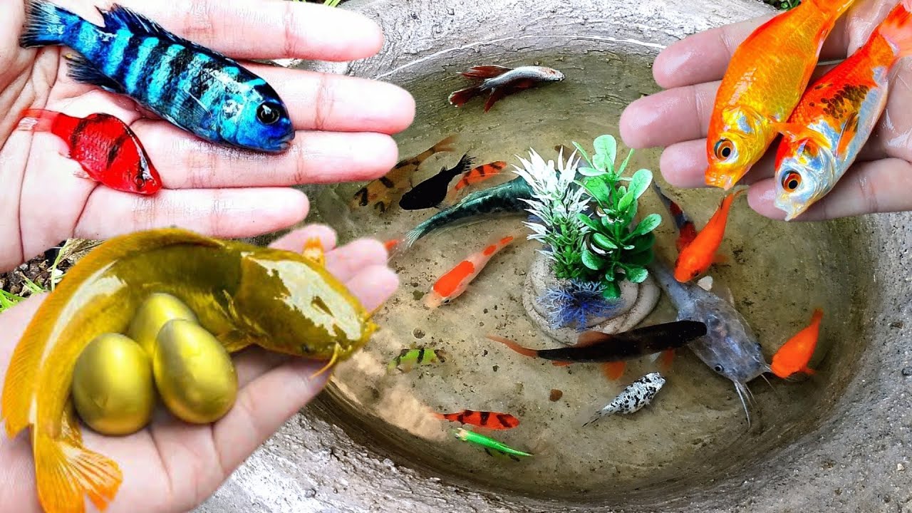 Amazing Catch Colorful Fish, Ornamental Fish, Koi, Guppy, Betta fish ...