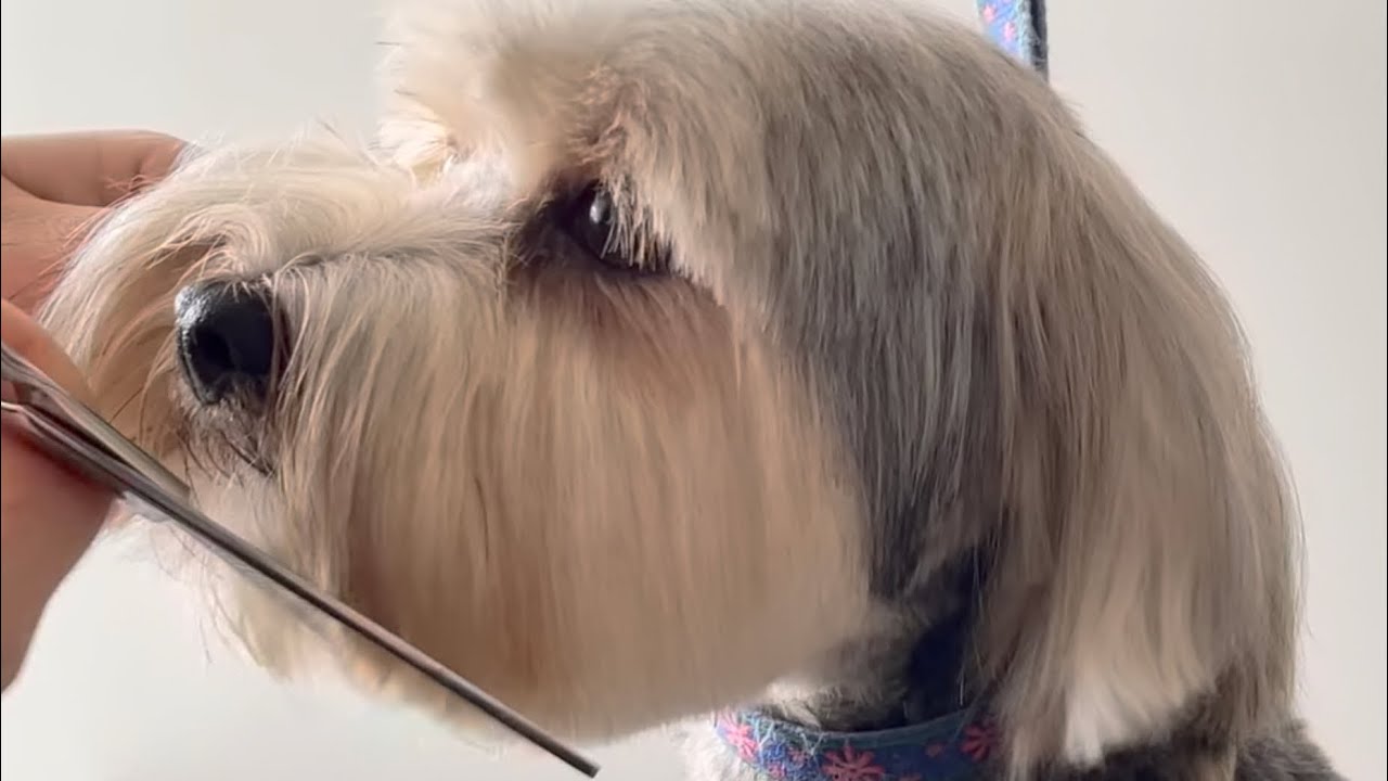 Grooming a Yorkie (Part 2 of 2) - YouTube