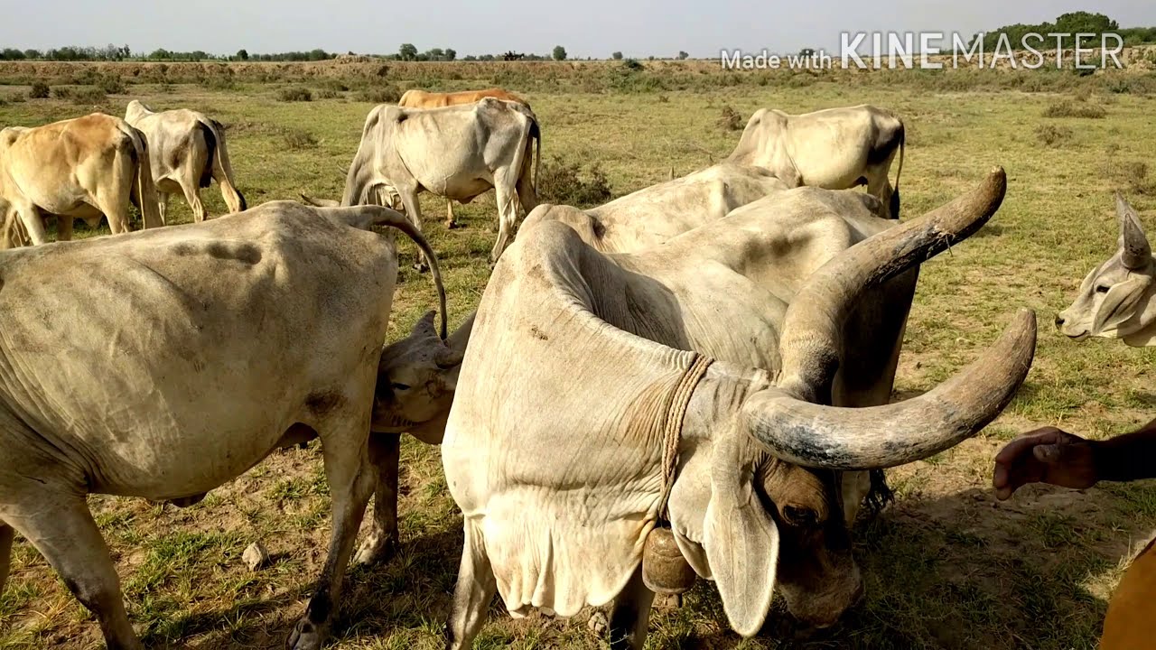 Kankrej |Complete Documentary about kankrej Breeds cows | Village life ...