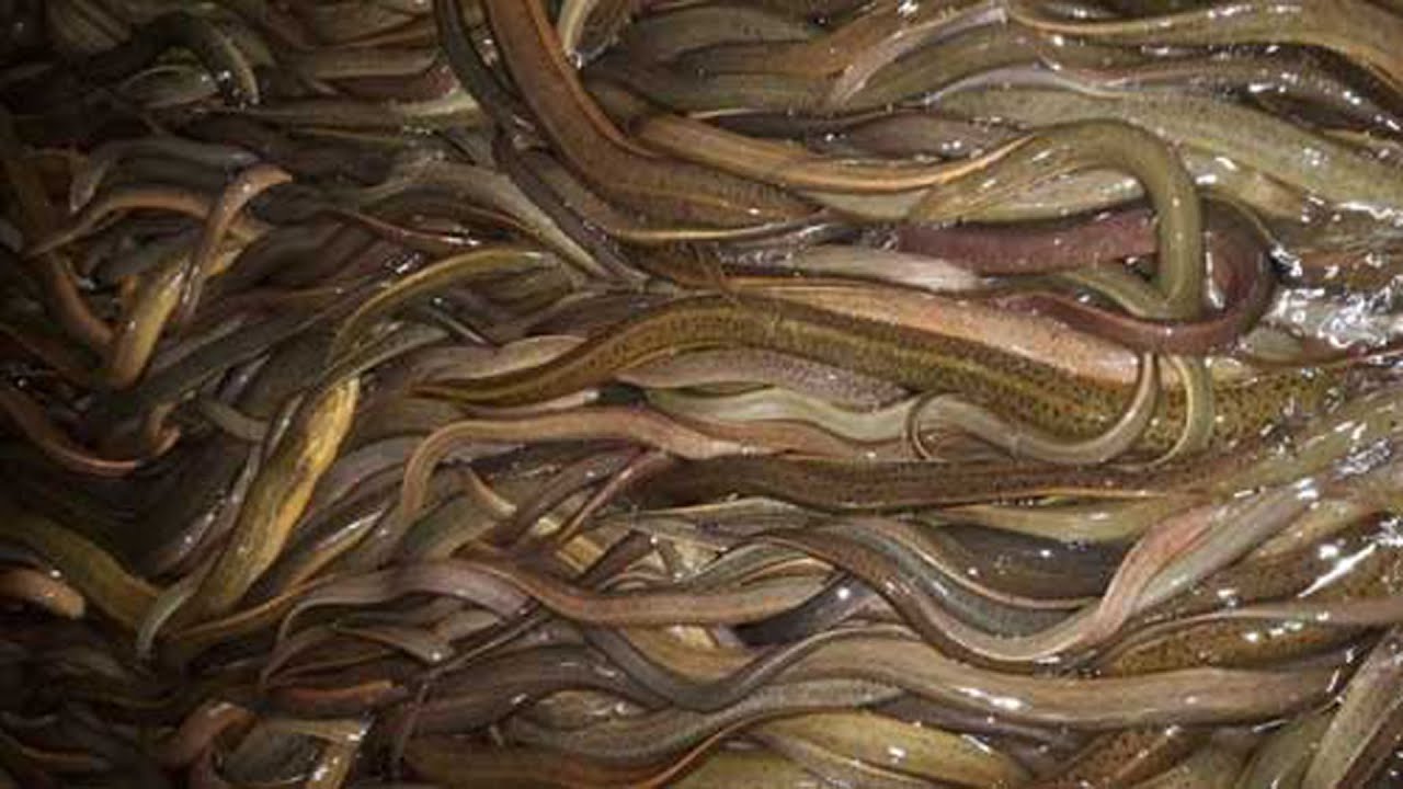 কুচিয়া মাছের প্রজনন ও পোনা উৎপাদন কৌশল // Kuchia fish breeding and ...