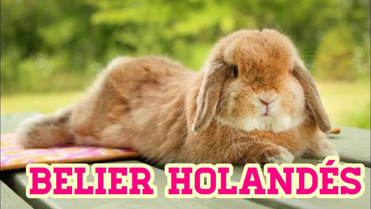 Toda la verdad sobre el Belier Holandés - YouTube