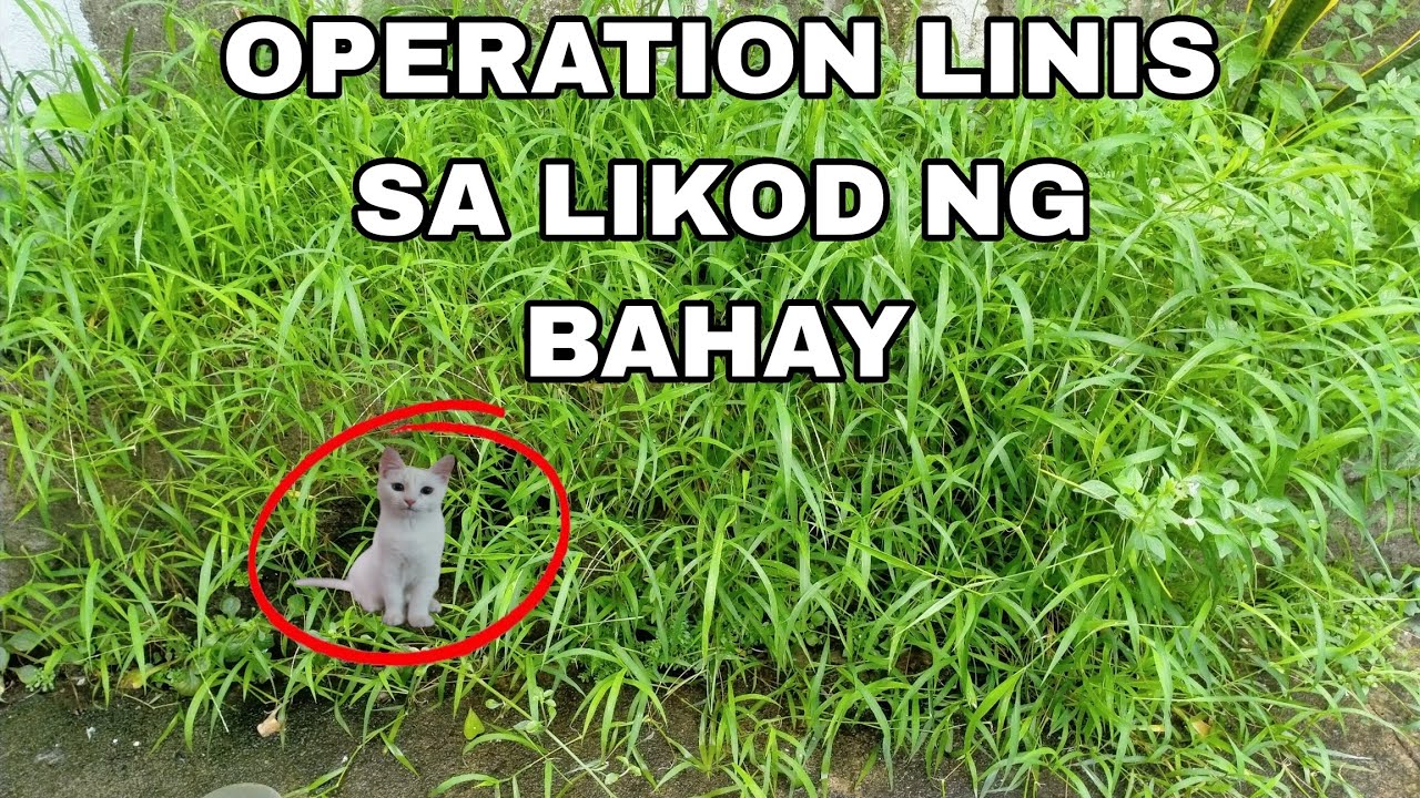OPERATION LINIS SA LIKOD NG BAHAY - YouTube