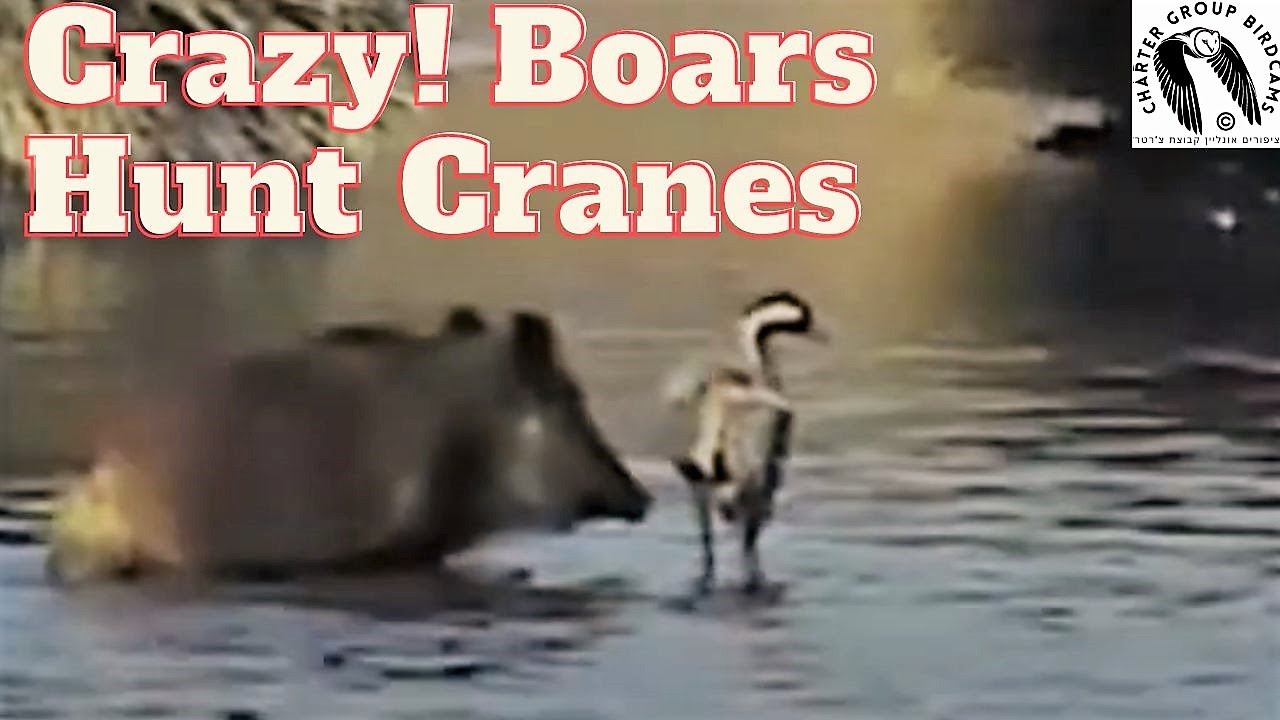 Epic Footage: Ferocious Wild Boars Hunt Birds With Avian Influenza In ...