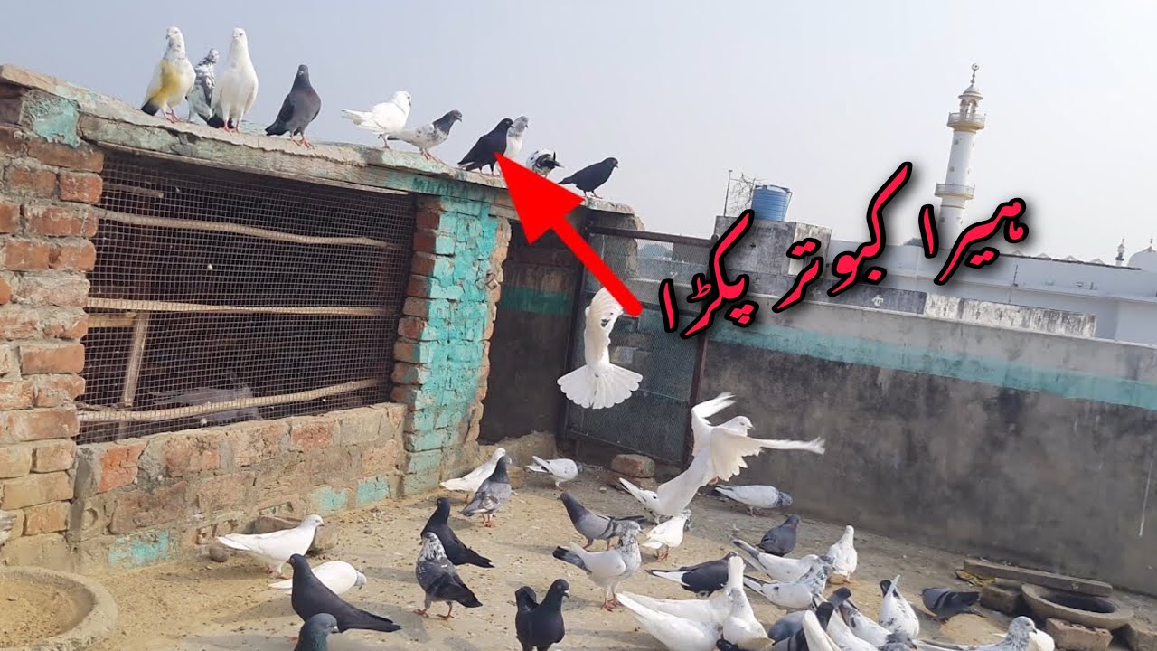 Kabootar Hi Kabootar 🦆| Video for Pigeon Birds Lovers | Ayan Birds ...