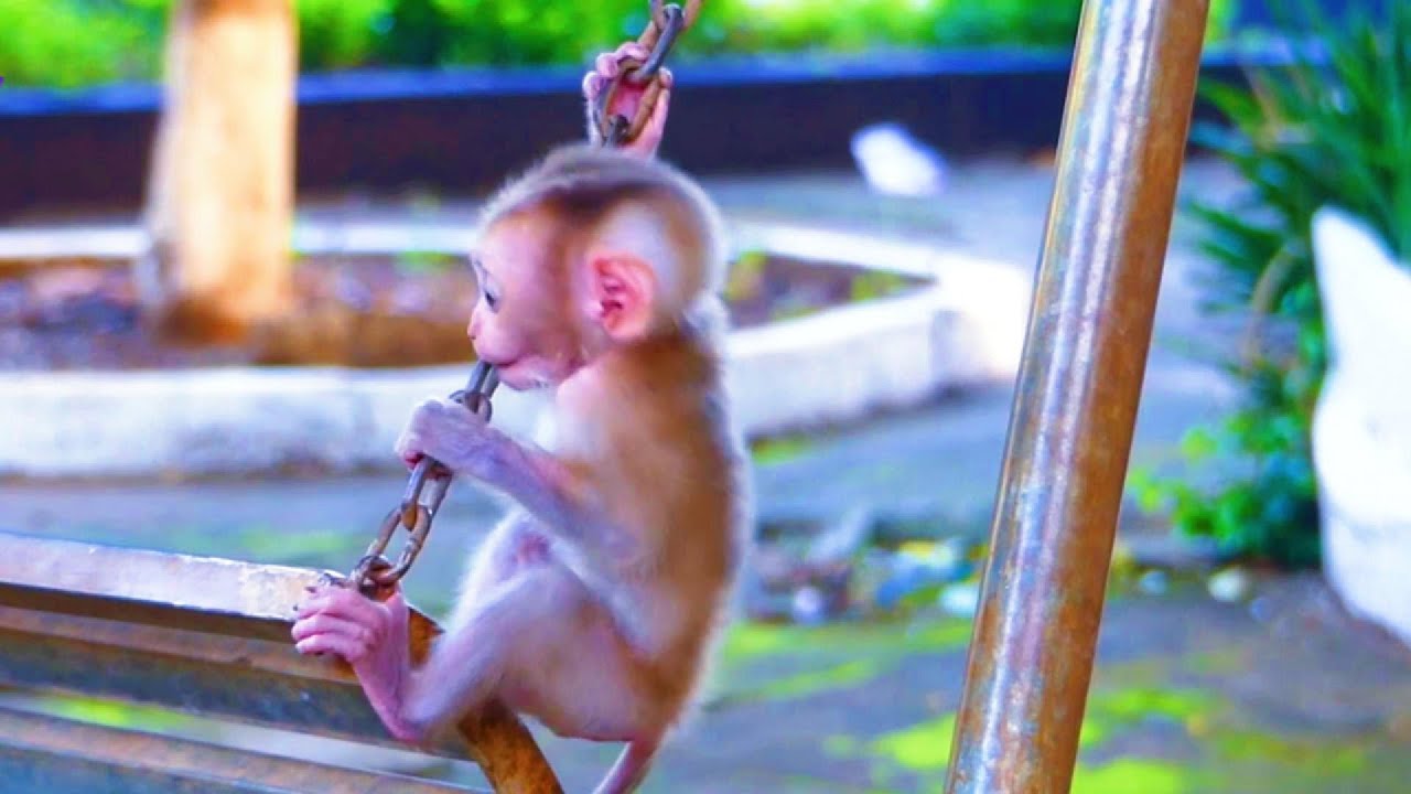 Play On the swing look so happy for monkey - YouTube