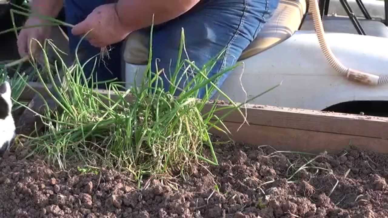 Transplanting Onions - February 2015 - YouTube