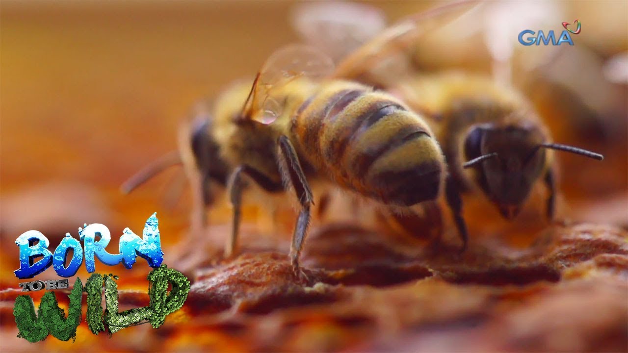 Born to be Wild: How busy bees work - YouTube