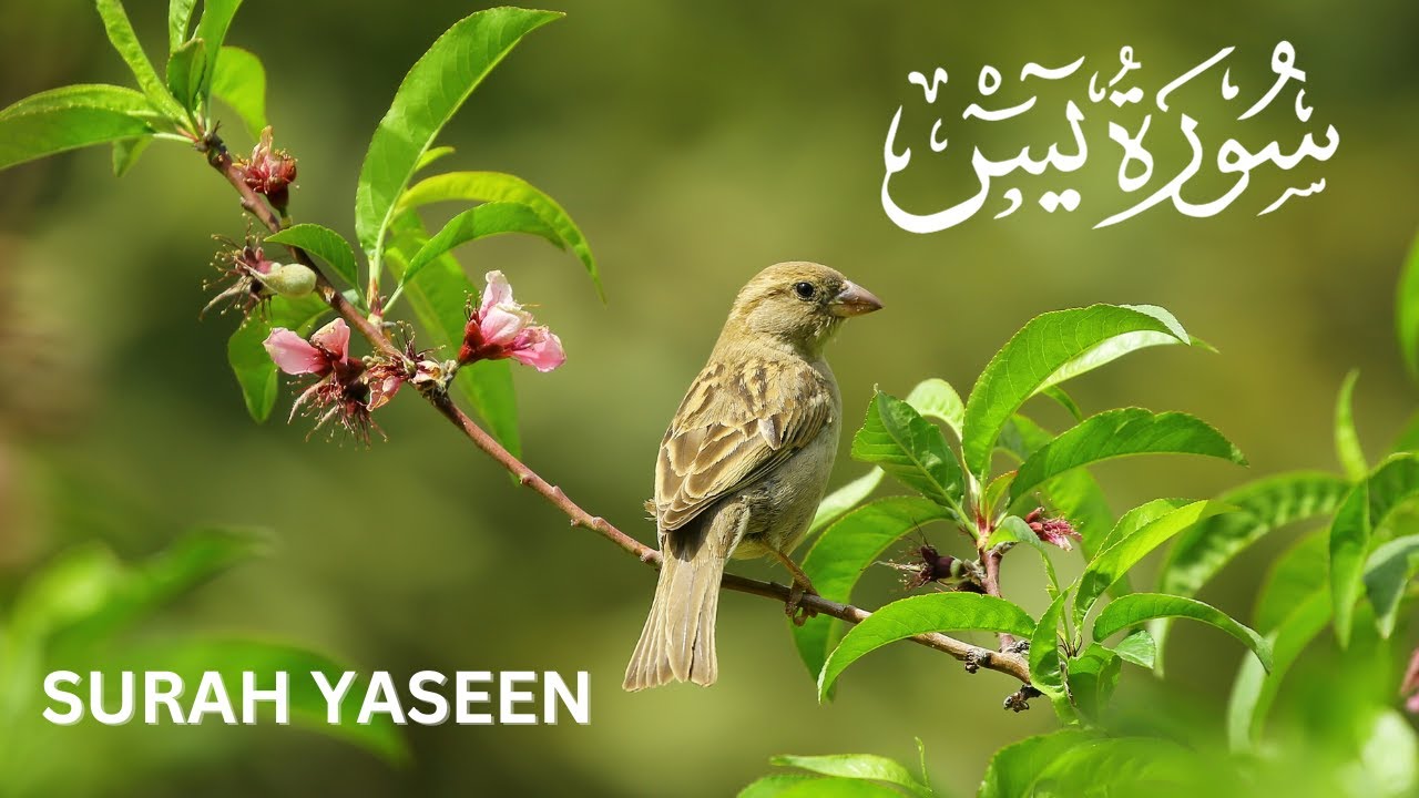 SURAH YASIN (YASEEN) | AMAZING TILAWAT | RECITATION OF QURAN ...