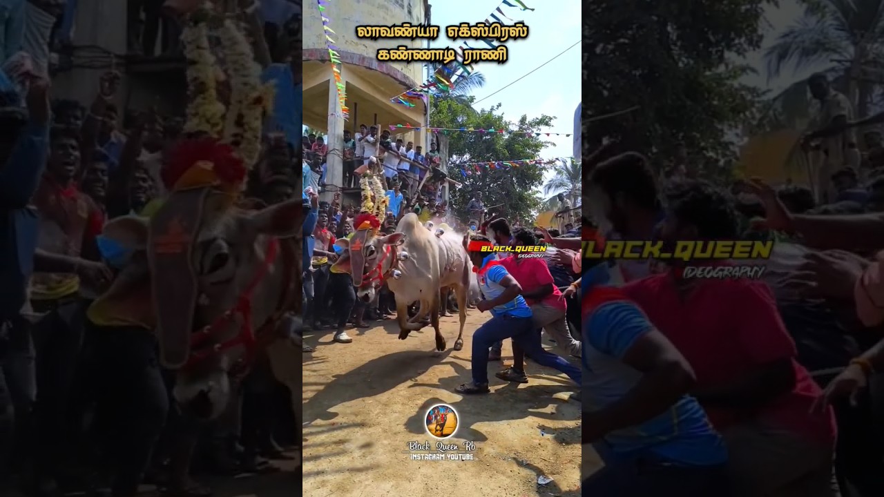 vellore eruthukattu lavanya express kannadi group #eruthukattu # ...