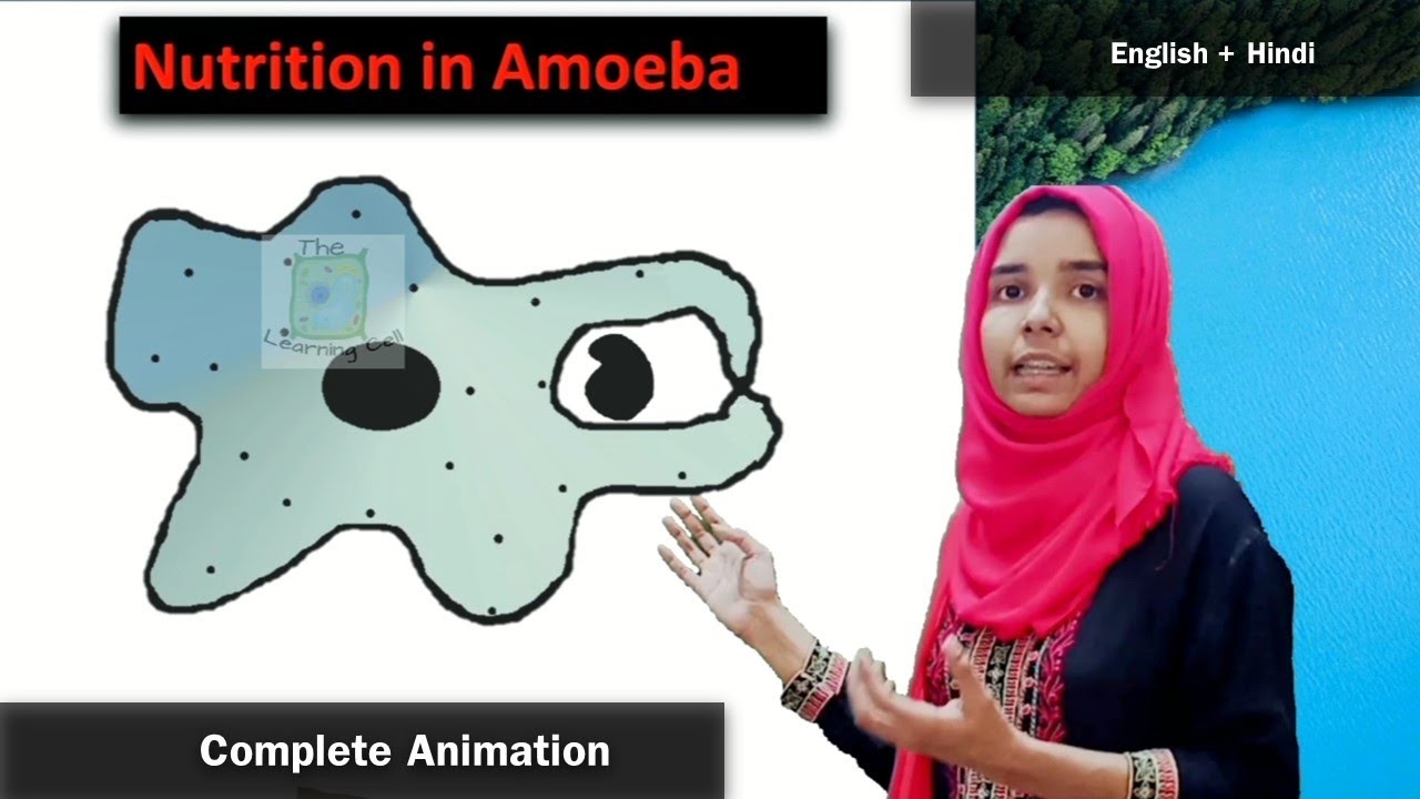 Nutrition in Amoeba Animation (Holozoic Nutrition) | Life Processes ...