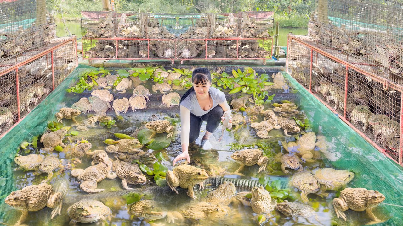 Harvesting Many Frog Raised In Tanks - Use 3-wheeled Vehicle Transport ...