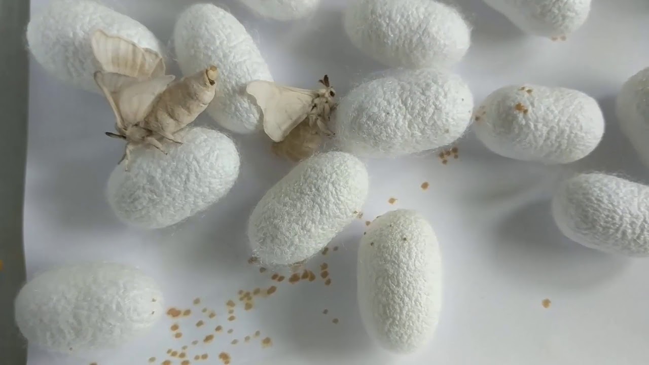 Silkworm Moth Mating - YouTube