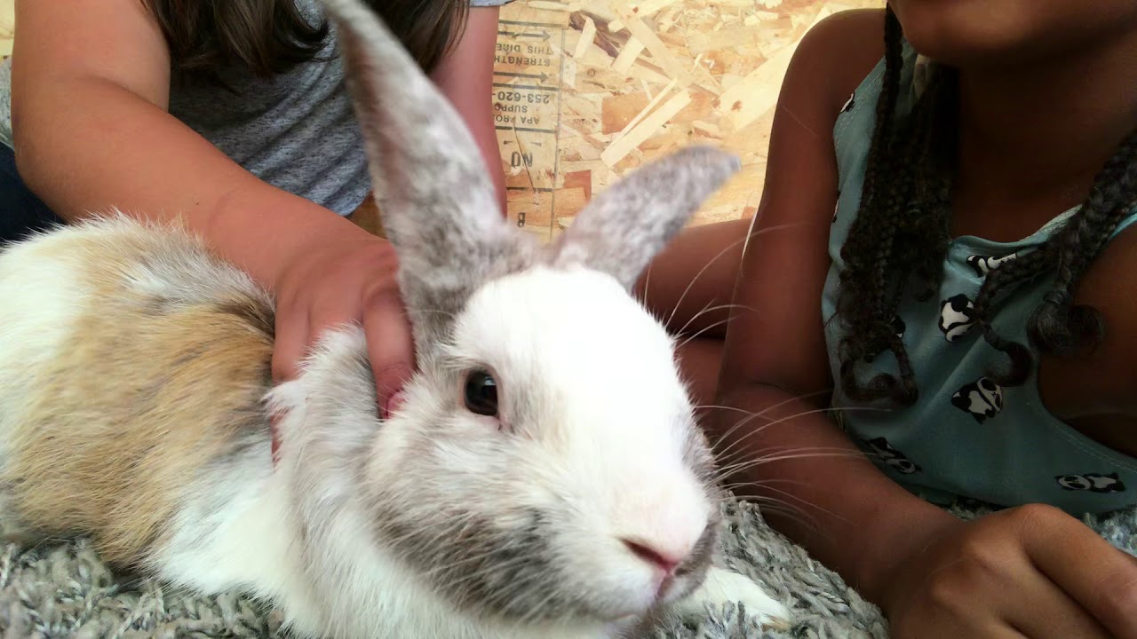 How to feed catch and relax/release a bunnie/a bonbon - YouTube