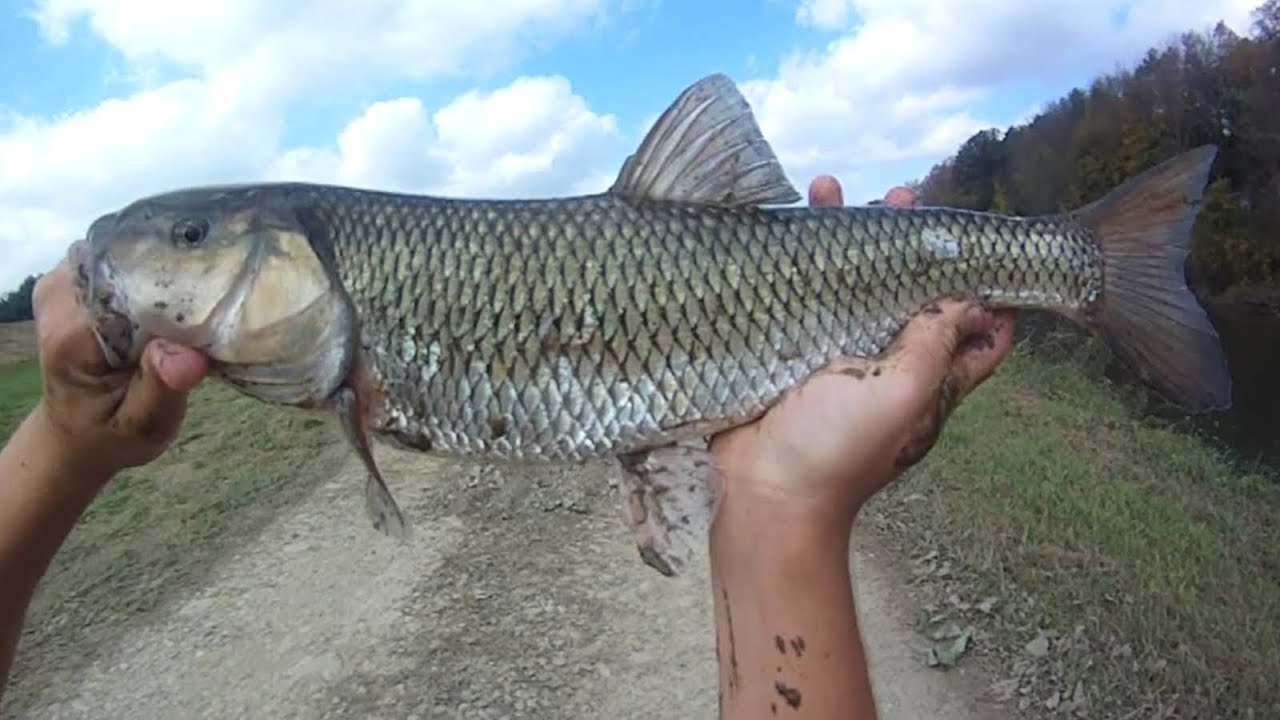 Trophy 20.5" Fallfish (from Lure Fishing #41) - YouTube