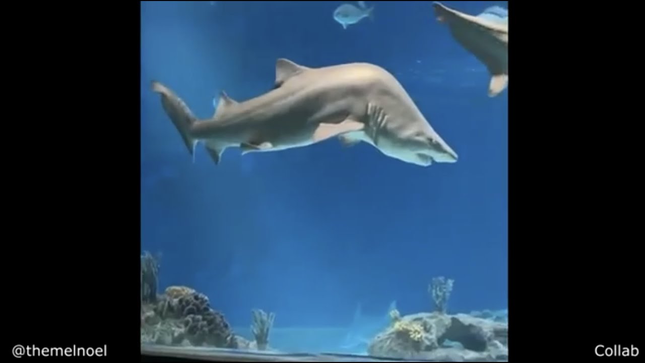 A Shark with Scoliosis - YouTube