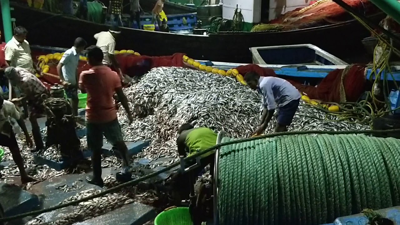 Fishing in ratnagiri mirkarwada. - YouTube