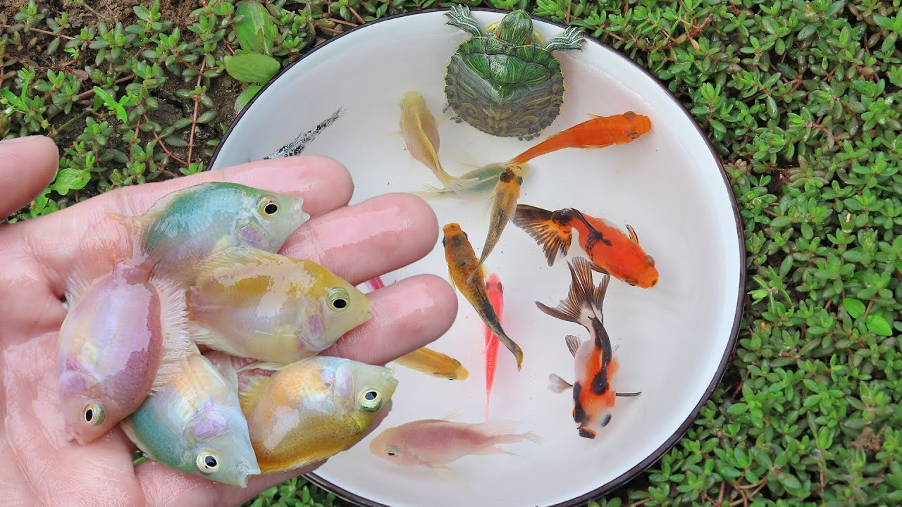 Unbelievable Collection Parrot Fish, Baby Turtle, Goldfish, Angel Fish ...