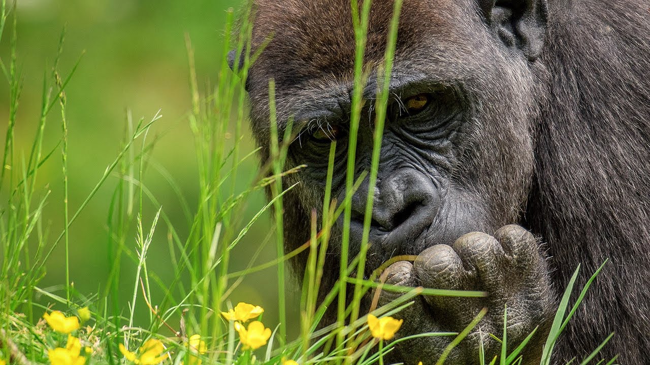 Farewell To Indigo The Gorilla - YouTube