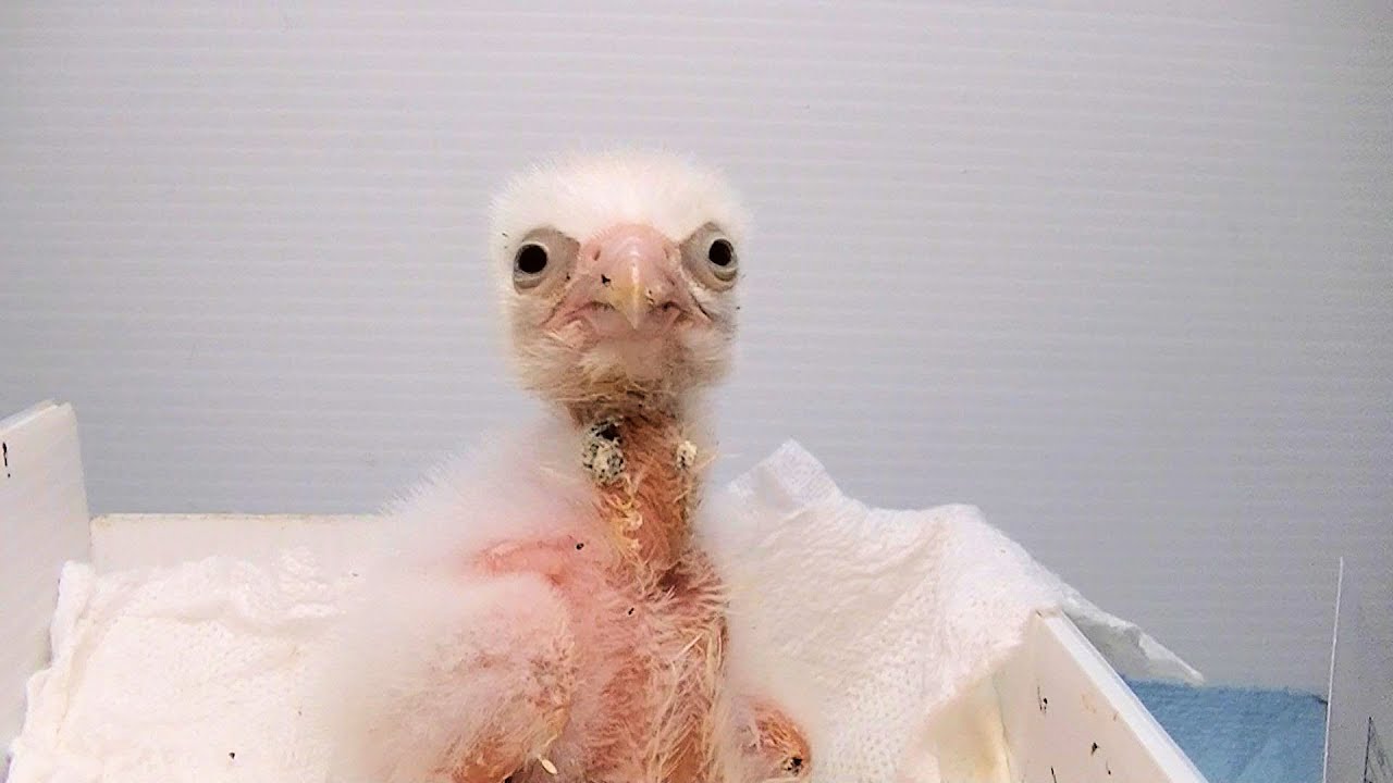 糞が首についても可愛い隼ヒナの子育て A falcon chick is cute even with feces on her neck ...