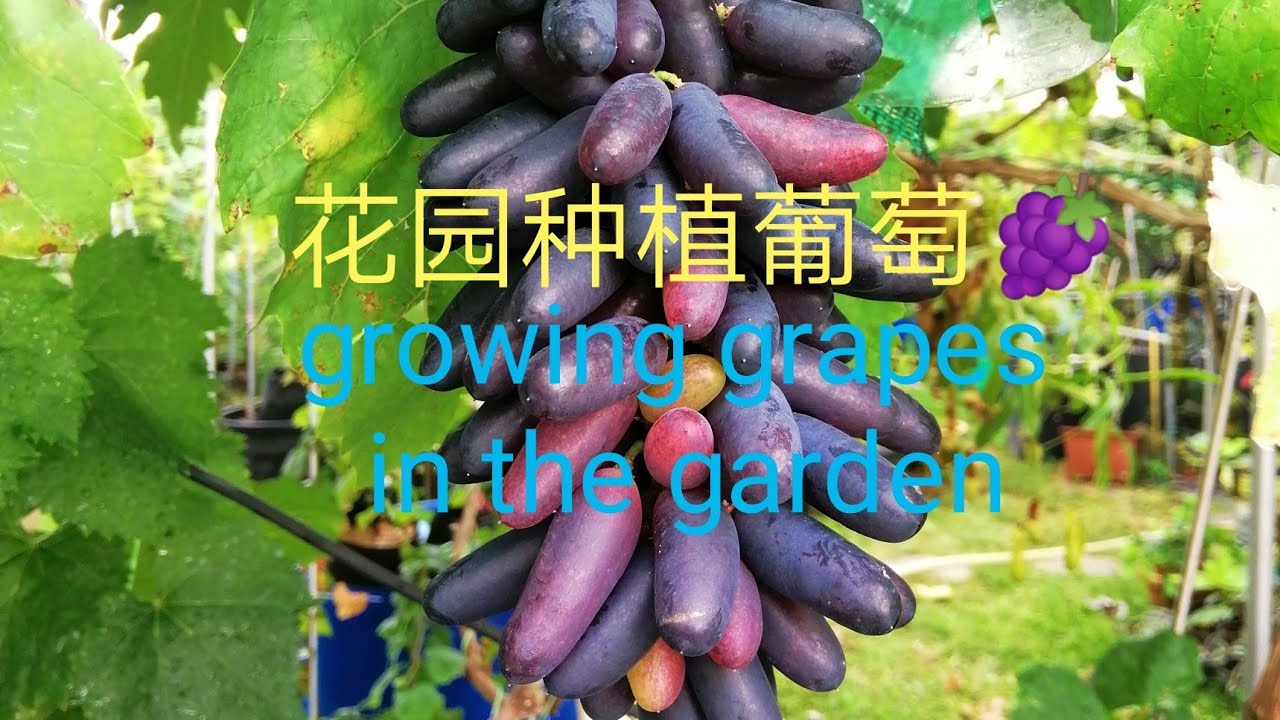 Grapes grown in Malaysian gardens 🍇，Johor～Queen's Garden。马来西亚家里庭院种植的葡萄🍇，柔佛～皇后花园 - YouTube