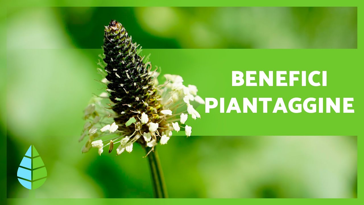A cosa serve la PIANTAGGINE 🌿 (Proprietà, BENEFICI e Come Consumarla ...