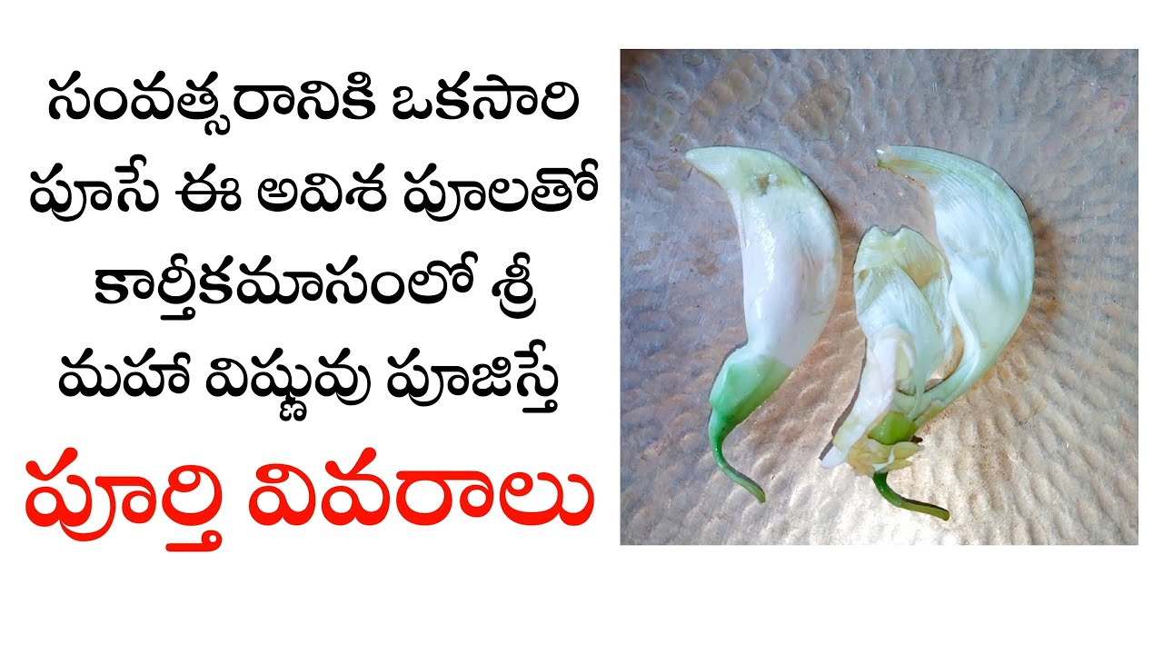 కార్తీక మాసంలో ఈఅవిసె పూలతో పూజ చేసి చుడండి మీకే తెలుస్తుంది avisa ...