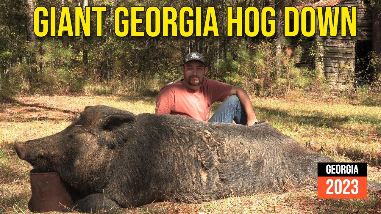 Georgia Hog Hunt! Massive 212 Pound Beast Down! | 2023-2024 Deer Season ...