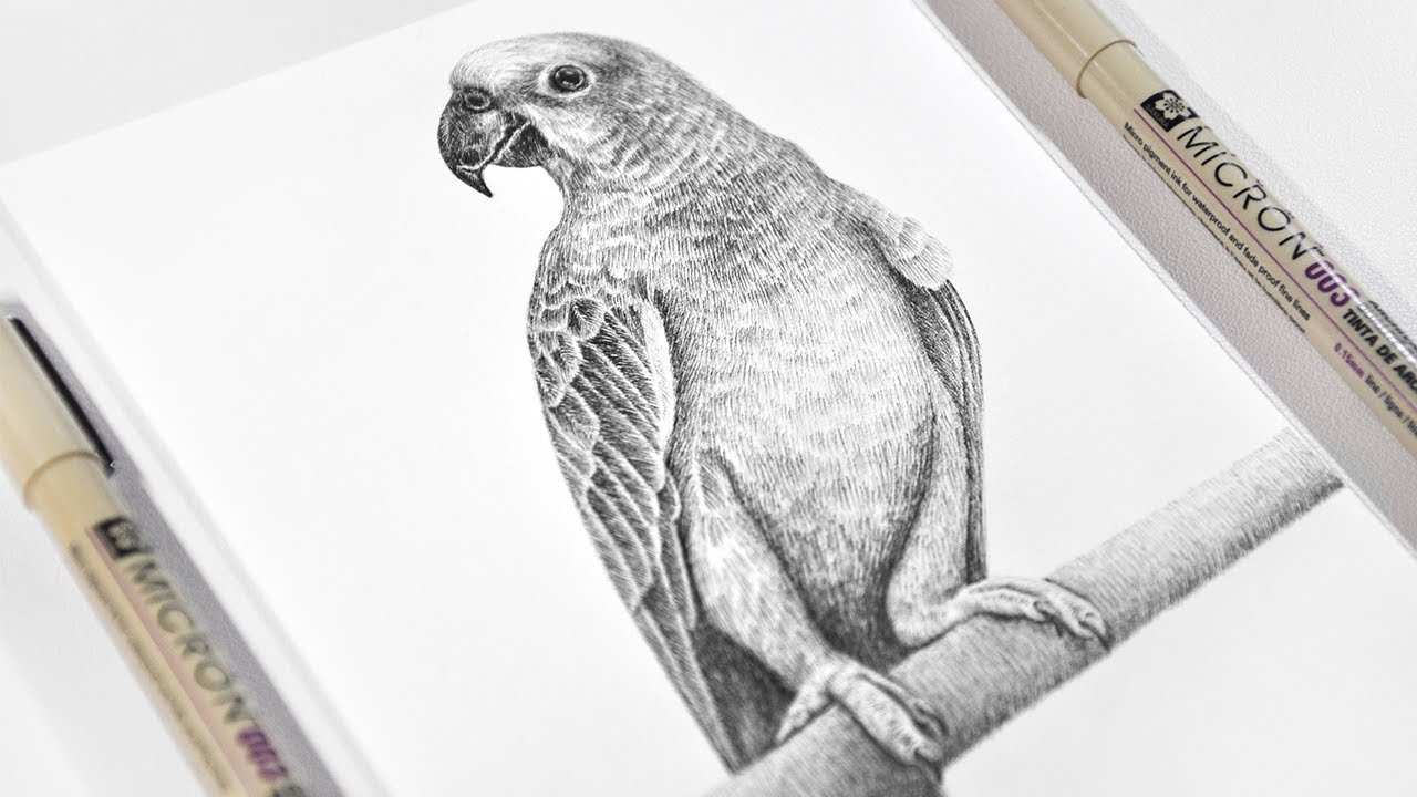 REAL TIME Part 1 | Parrot Bird | Pen & Ink Drawing Process - YouTube