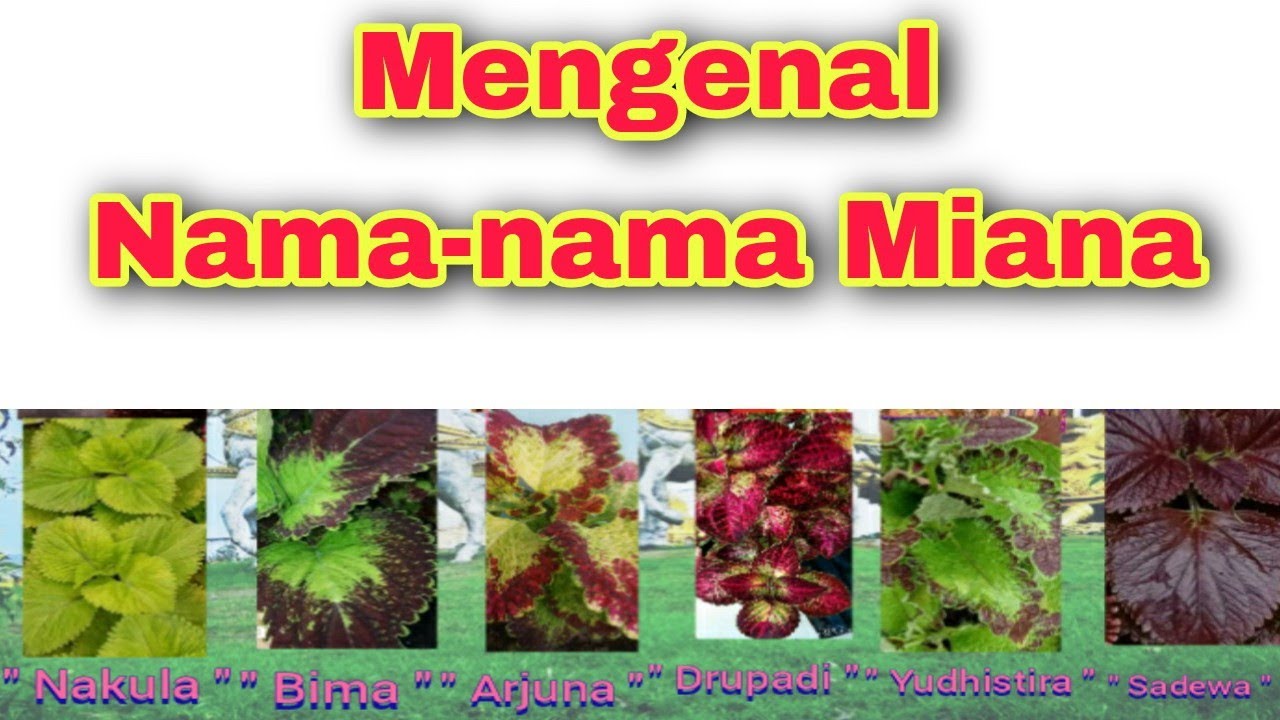 MENGENAL NAMA-NAMA MIANA - YouTube