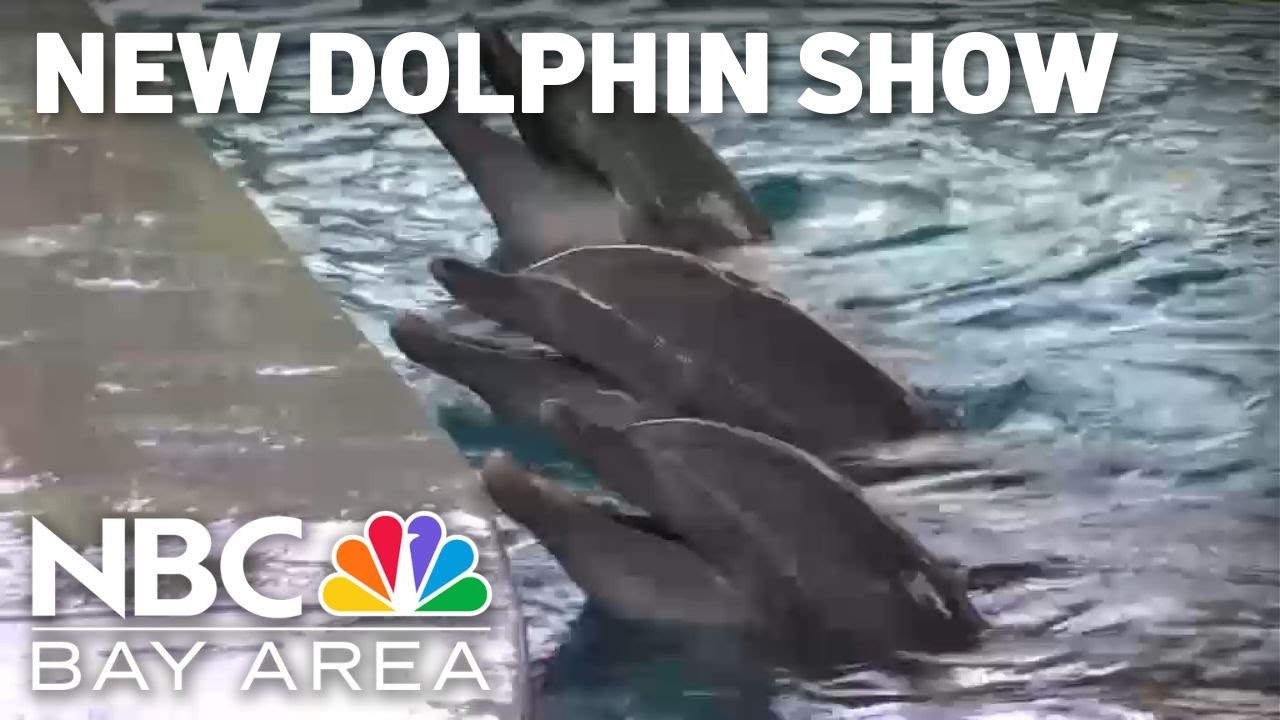 New dolphin show at Six Flags Discovery Kingdom - YouTube