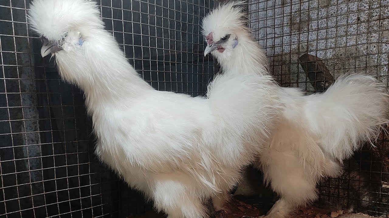 fancy chiks. American silky. polihs cap available for sale - YouTube