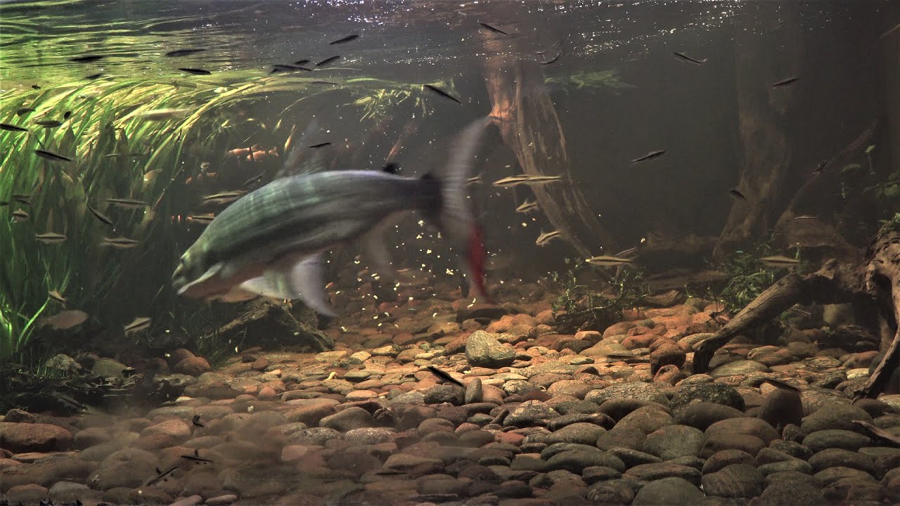 goliath tigerfish the ultimate predator - YouTube